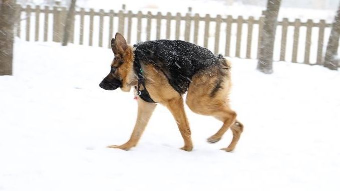 Meet Quasimodo, the dog with a short spine but big heart - Newsday