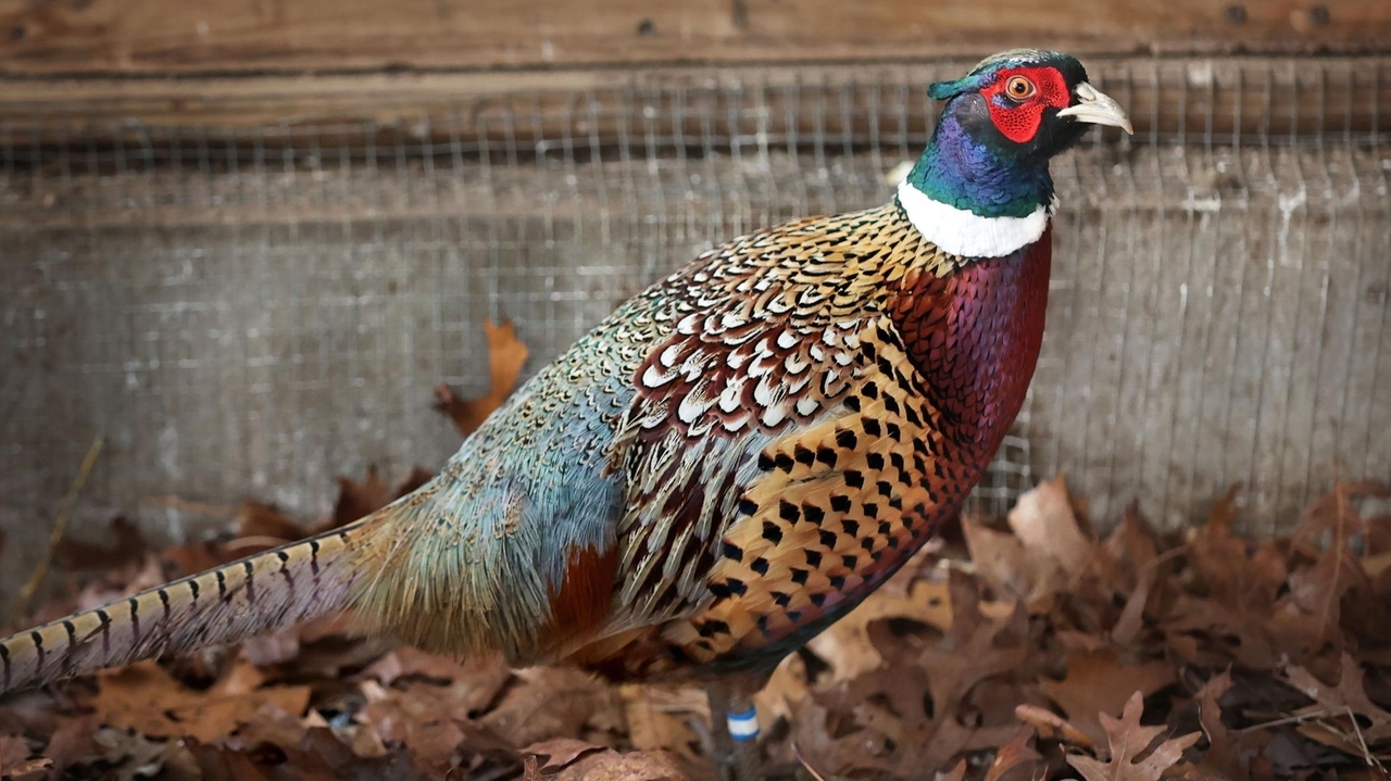 Should NYS be breeding pheasants for hunters? Critics say $750G program ...