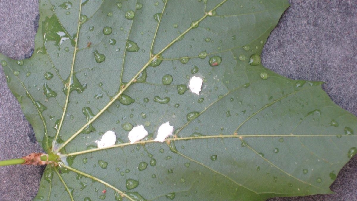 Treating cottony maple leaf scale - Newsday