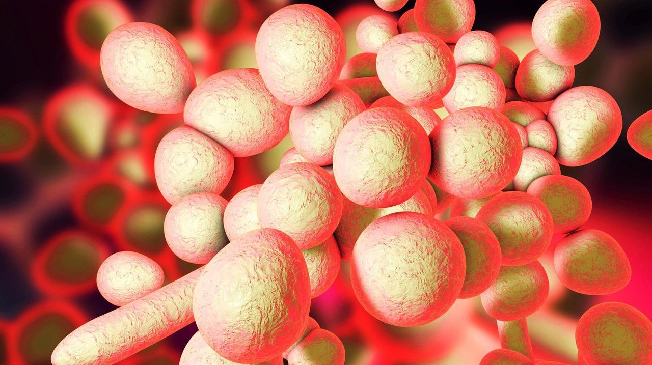 Q&A: What to know about superfungus Candida auris - Newsday
