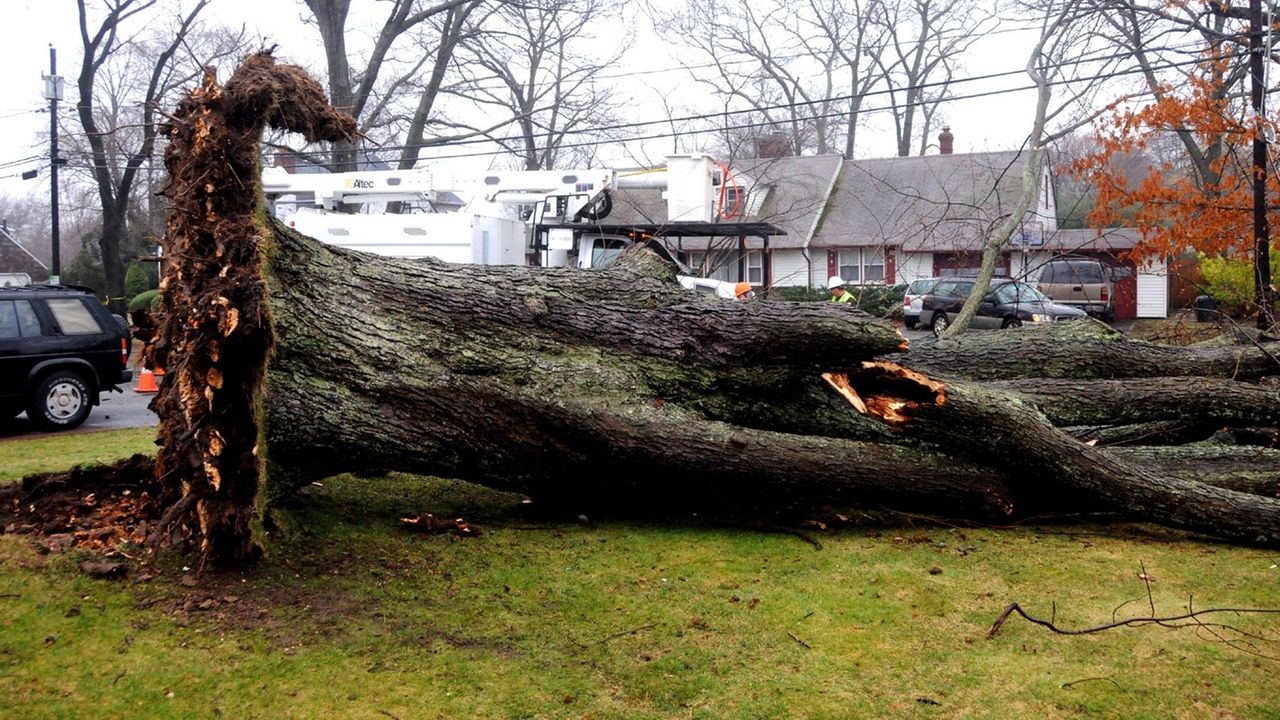 3 people tried to save woman killed by tree in Bay Shore - Newsday