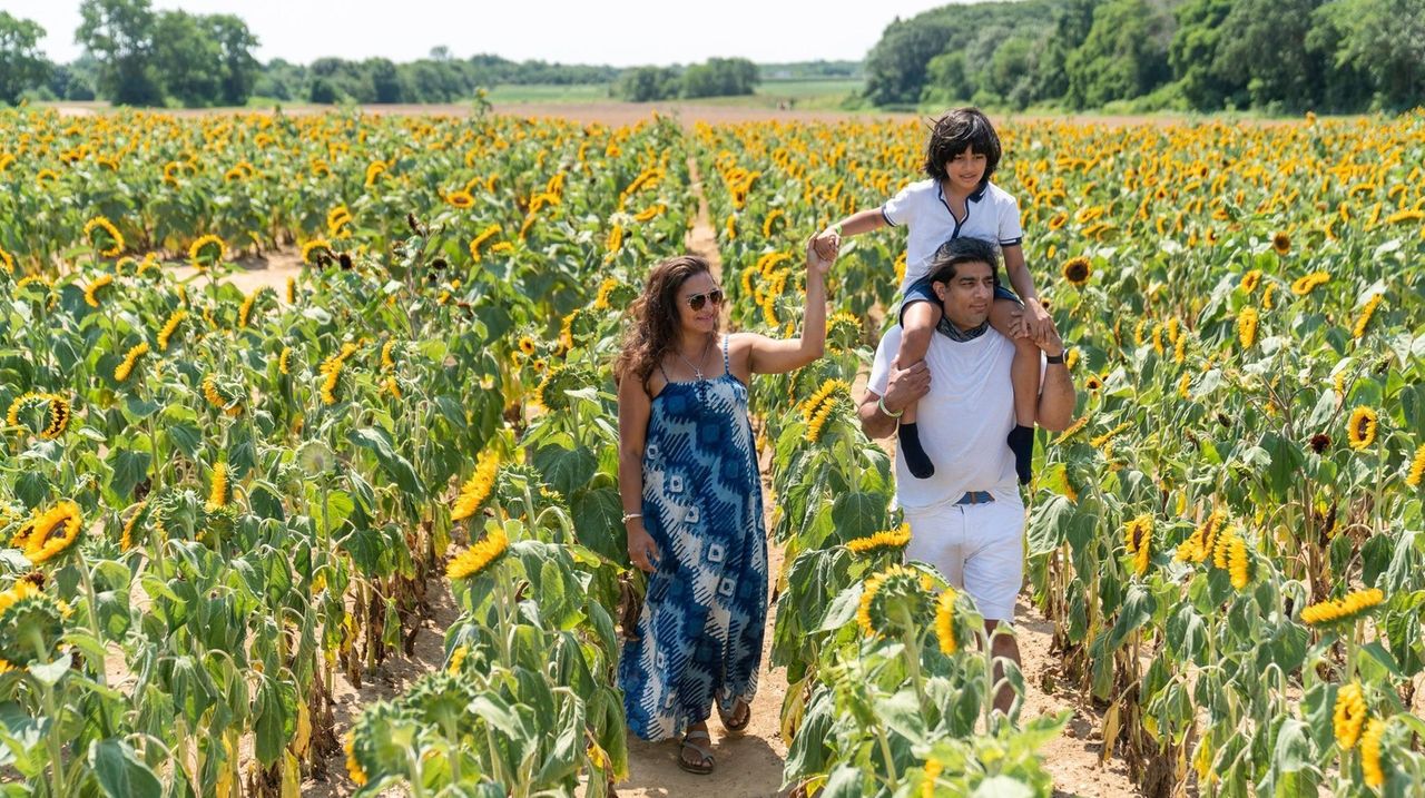 Rottkamp's Fox Hollow Farm opens new sunflower maze, more fields to ...