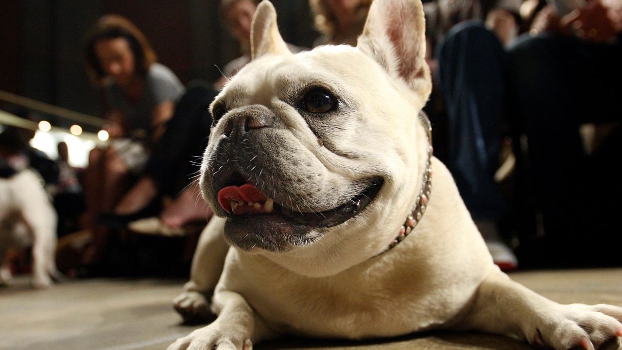 Labrador retrievers still first on Long Island even as beloved French ...