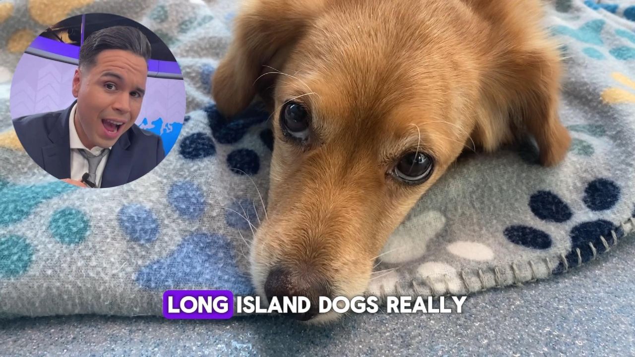 LI dogs really don't like mail carriers, study shows - Newsday