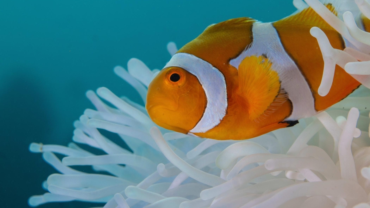 Clownfish shrink their bodies to survive ocean heat waves - Newsday