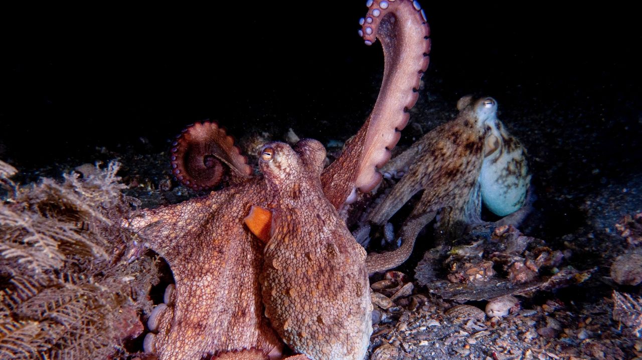 How to use 8 arms? Octopuses tend to explore with their front limbs ...