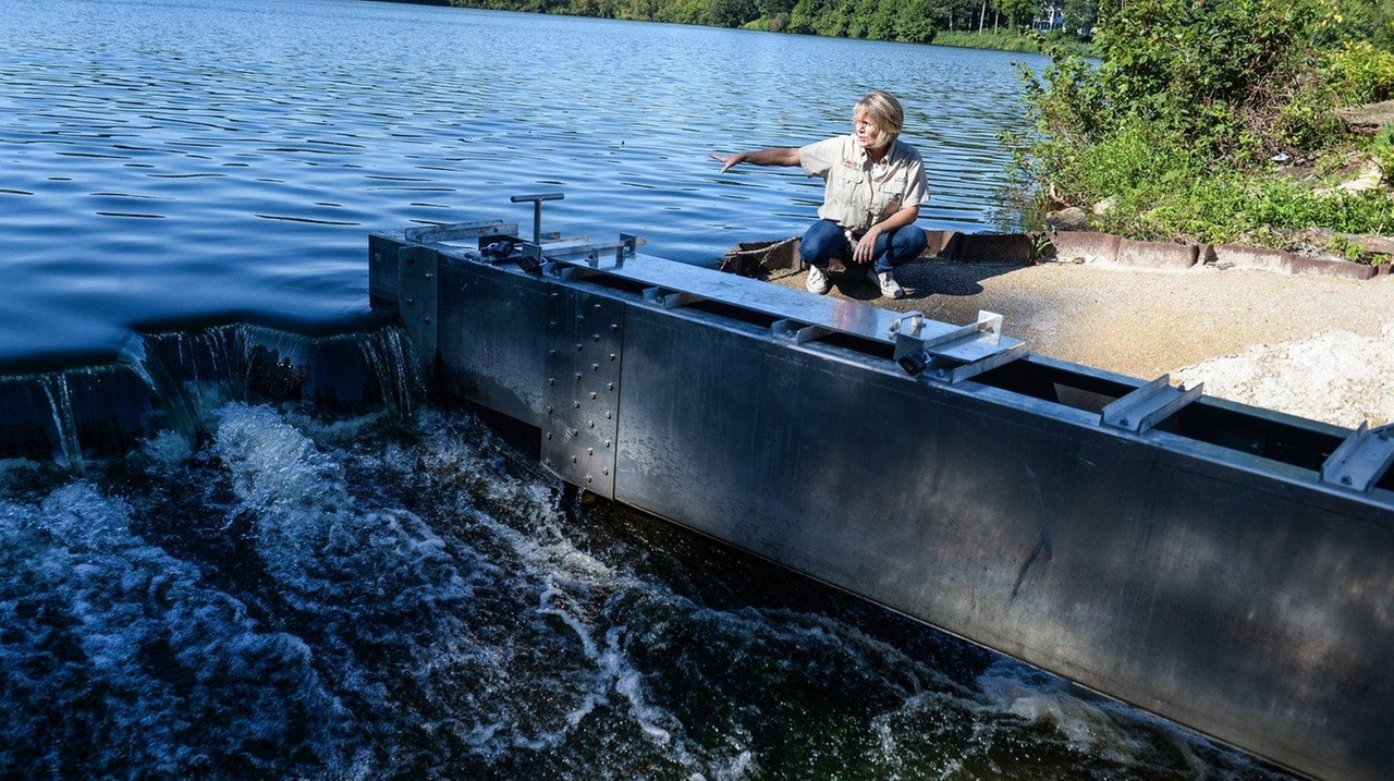 Mill Neck fish ladder gives herring access to spawning pond - Newsday