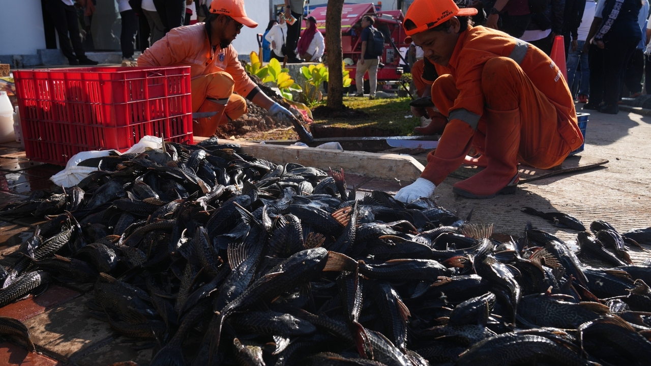 Explosion of invasive 'janitor fish' sparks mass removal operation in ...
