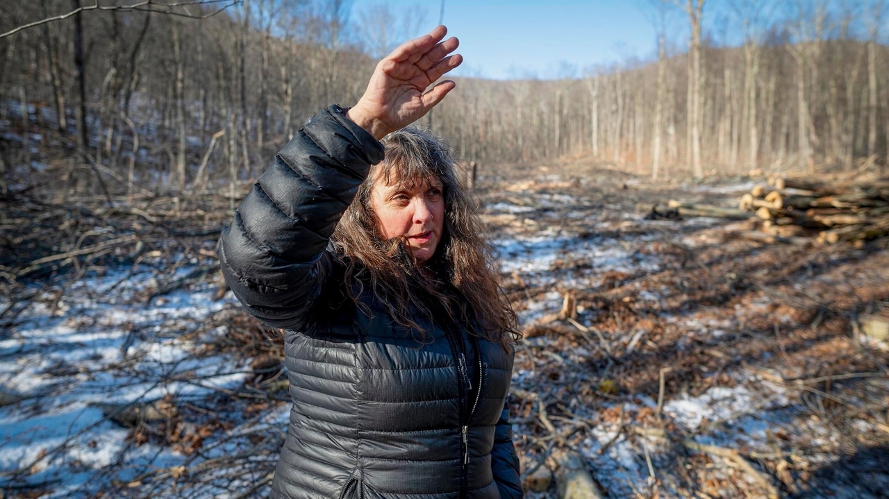 Groups take opposite stands on Green Mountain National Forest logging ...