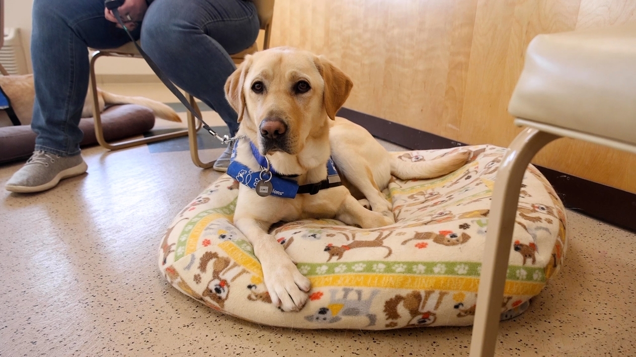 Suffolk DA's Office soon to have new canine employee - Newsday