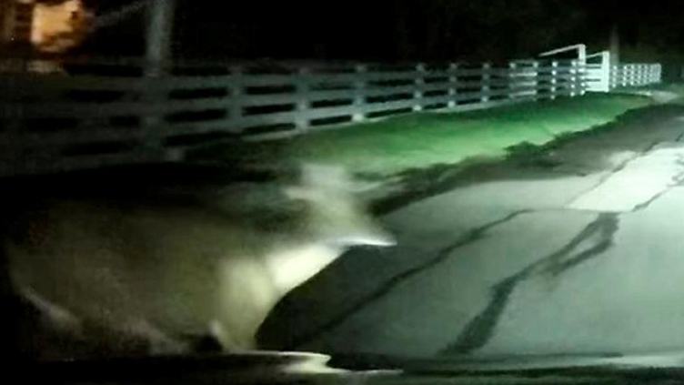 Deer collisions hit record high on Long Island - Newsday