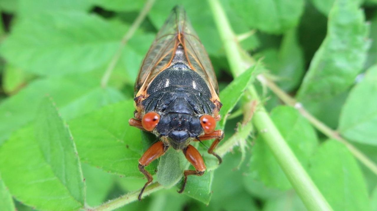 This 17-year cicada brood's chorus might be quieter on Long Island ...