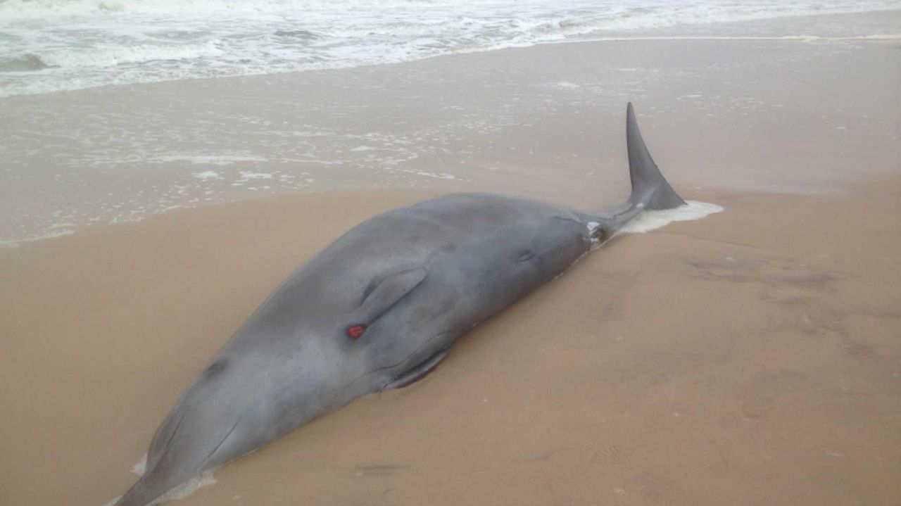 Rare beaked whale washes ashore in Southampton - Newsday