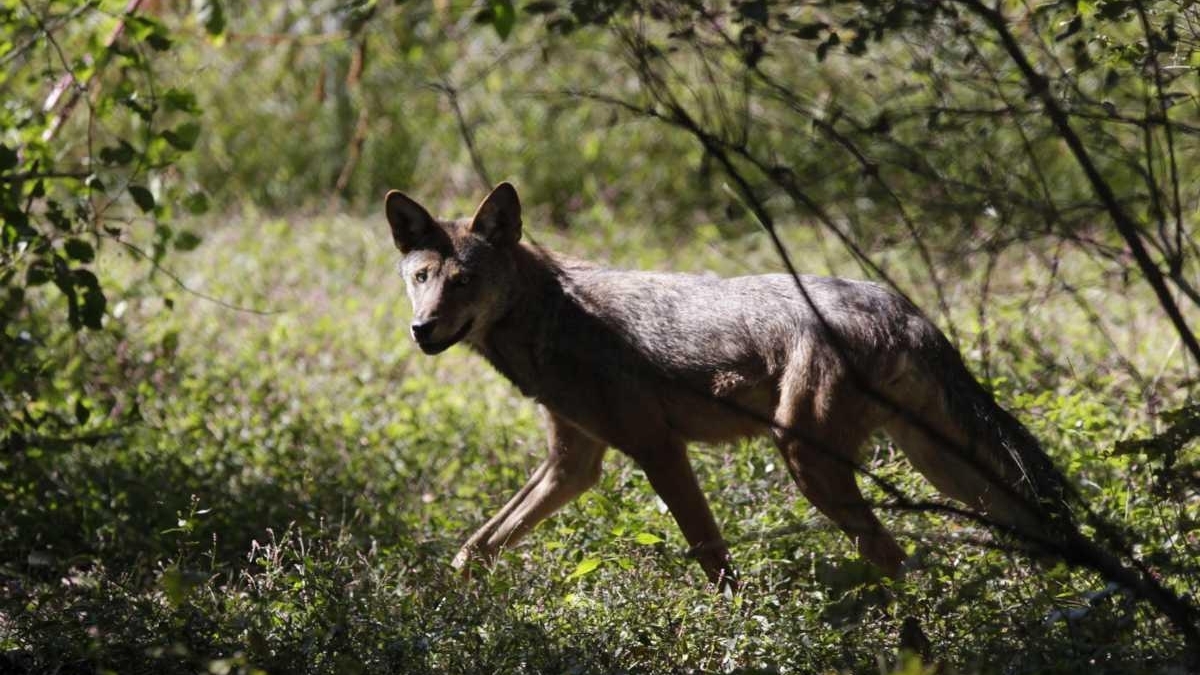 Rare wolves raised near NYC for return to the wild - Newsday