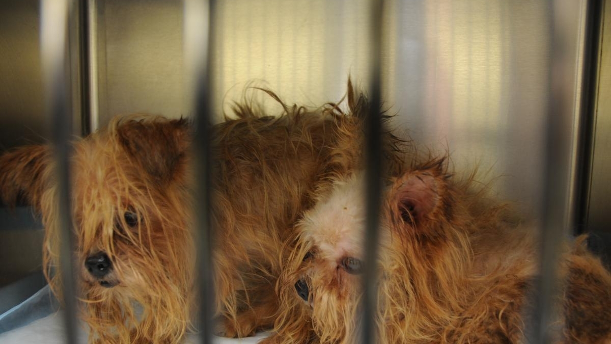 Dozens of sick or dead animals found at West Hills home - Newsday