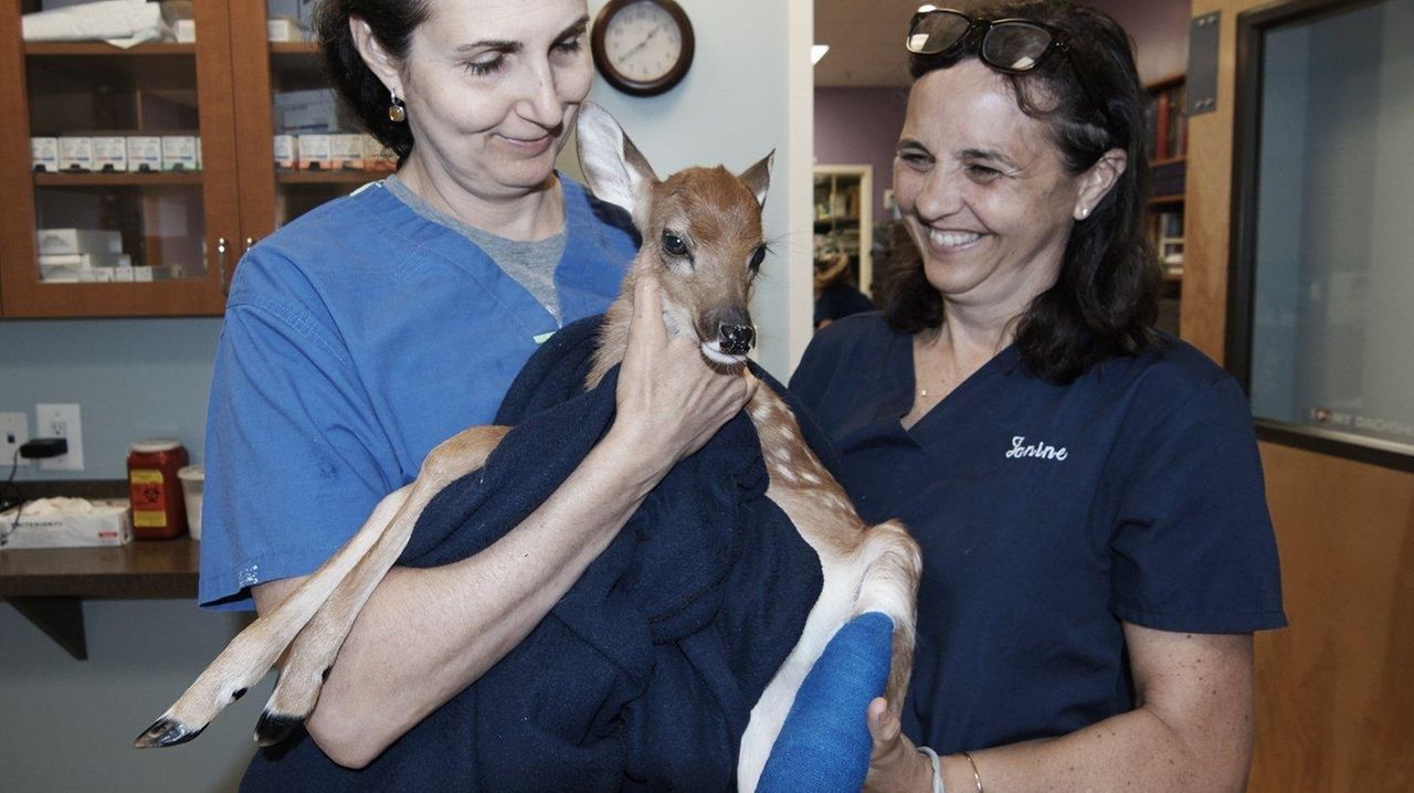 Injured fawn gets leg set in cast after rescue - Newsday
