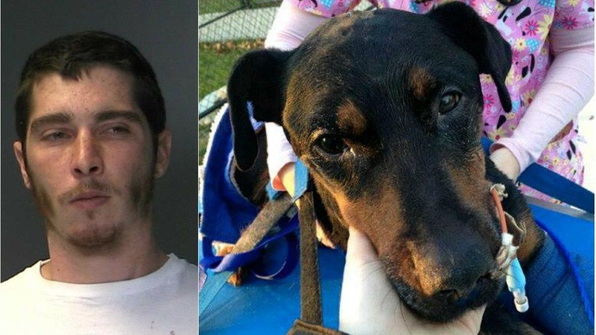Steven Errante pleads guilty to aggravated cruelty to animals - Newsday