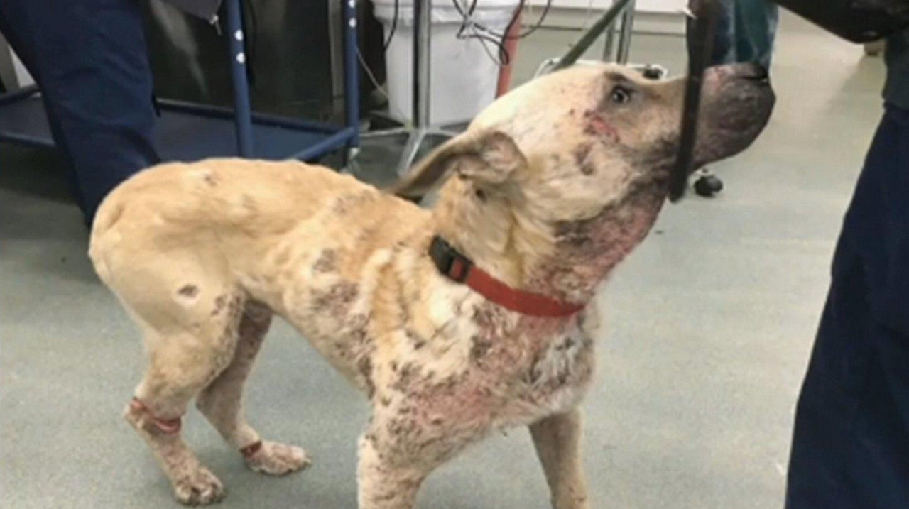 SPCA: Hurt, starving dog brought to Bohemia animal hospital may have ...