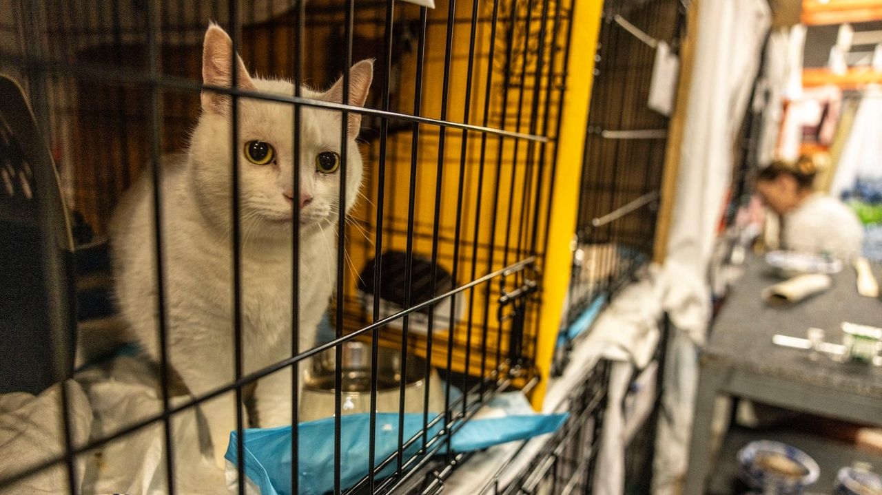 Happy Cat nonprofit sues daughter of founder, Christopher Arsenault ...