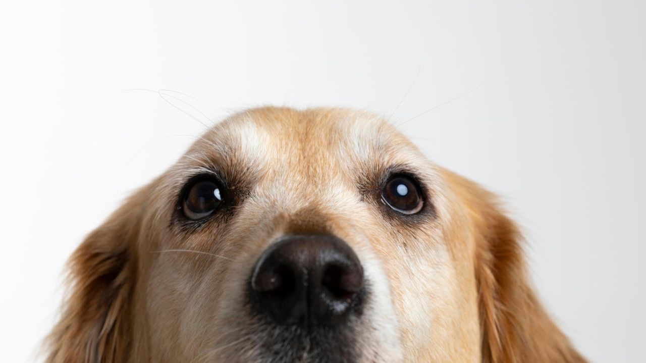 How to talk to your dog about social distancing - Newsday