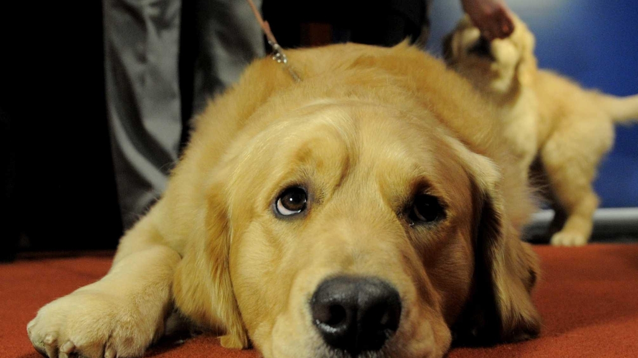 American Kennel Club releases its Top 10 most popular dog breeds list ...