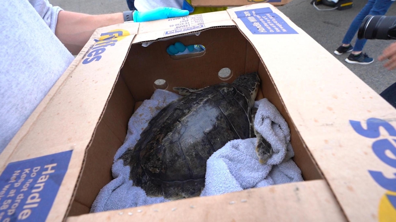 Rescued turtles, rehabilitated on Long Island, fly south for a new ...