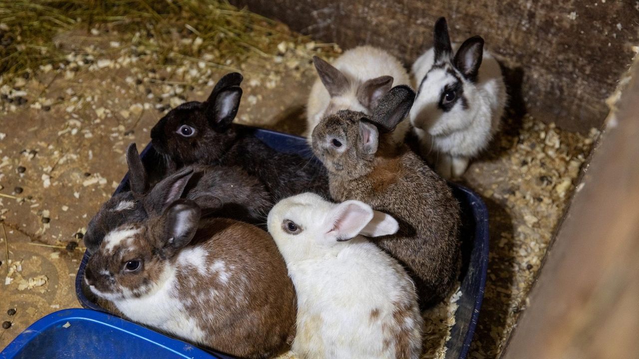 Nearly 300 animals rescued from Miller Place home, DA says - Newsday