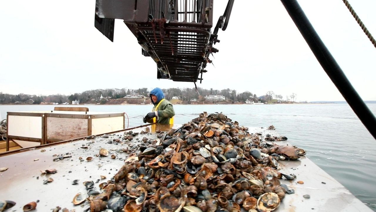 Study to assess whether shellfish dredging affects Oyster Bay Harbor ...