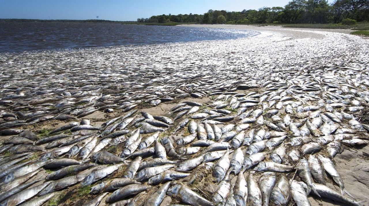 Peconic River fish kill forces postponement of annual cardboard boat ...