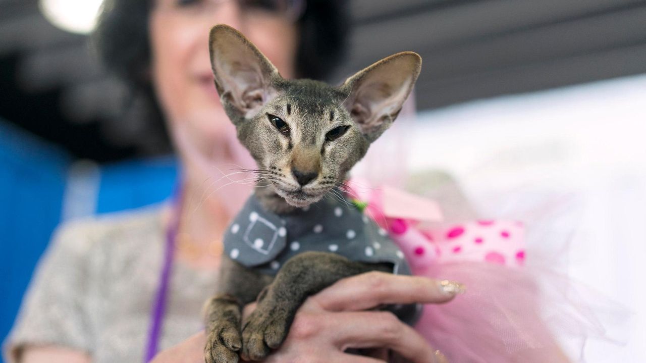 11 of the most expensive cat breeds - Newsday