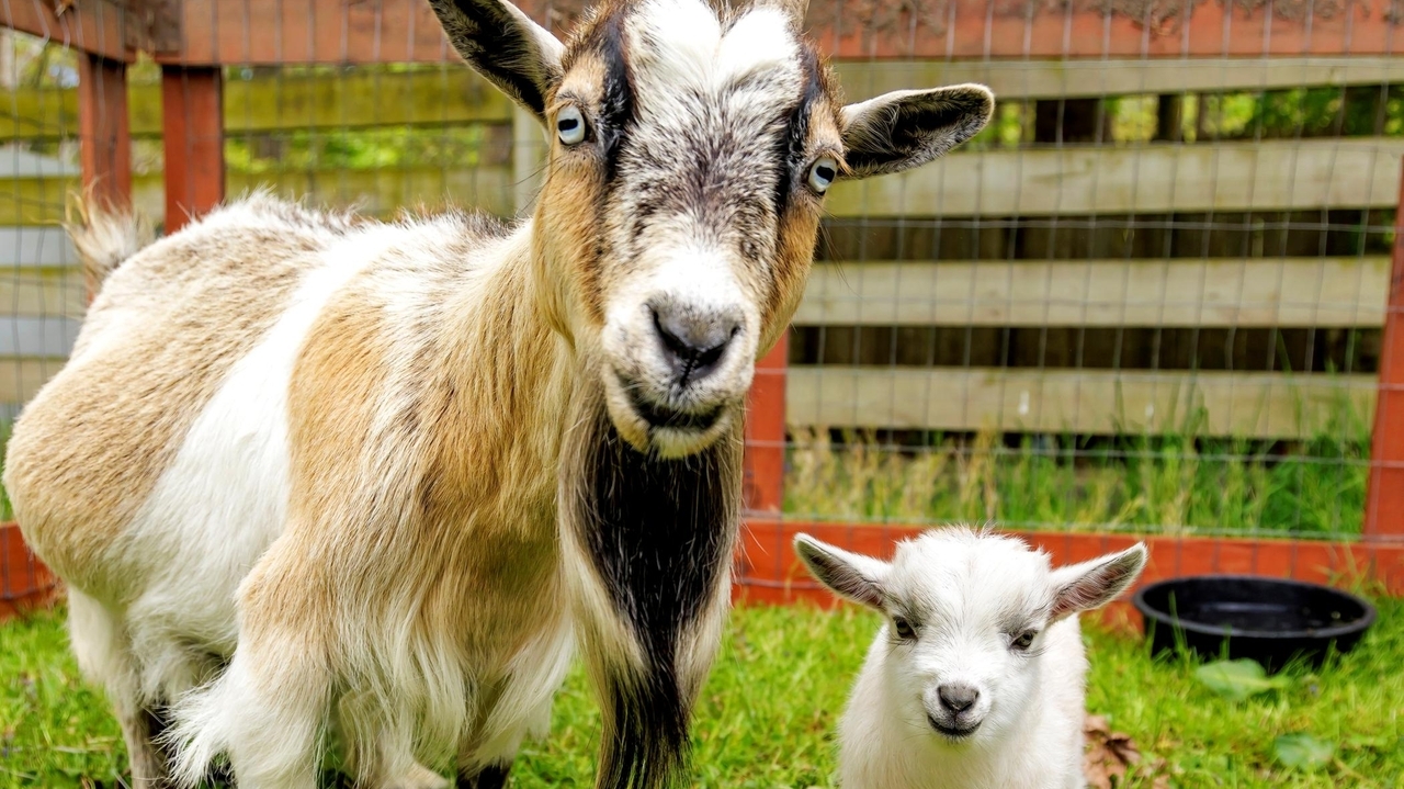 Long Island Game Farm adds new goat experience - Newsday