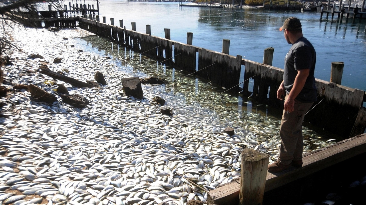 Algae blooms, dead zones hurt Long Island waters in 2023, report says ...