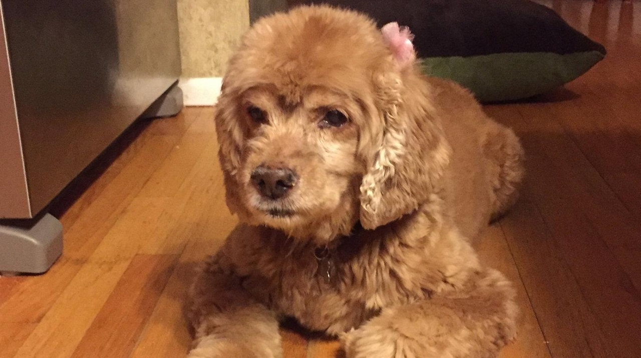 My family fostered a dog named Coco - Newsday