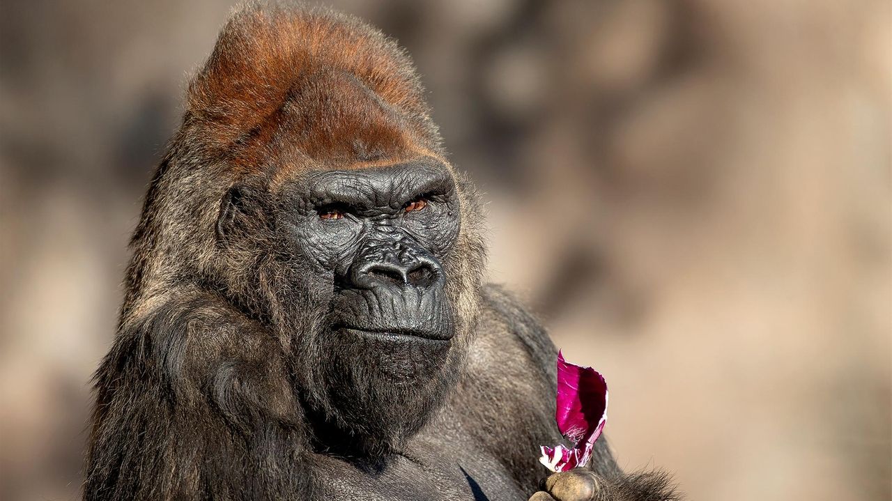 Winston, beloved gorilla at San Diego Zoo Safari Park, dies at 52 after ...