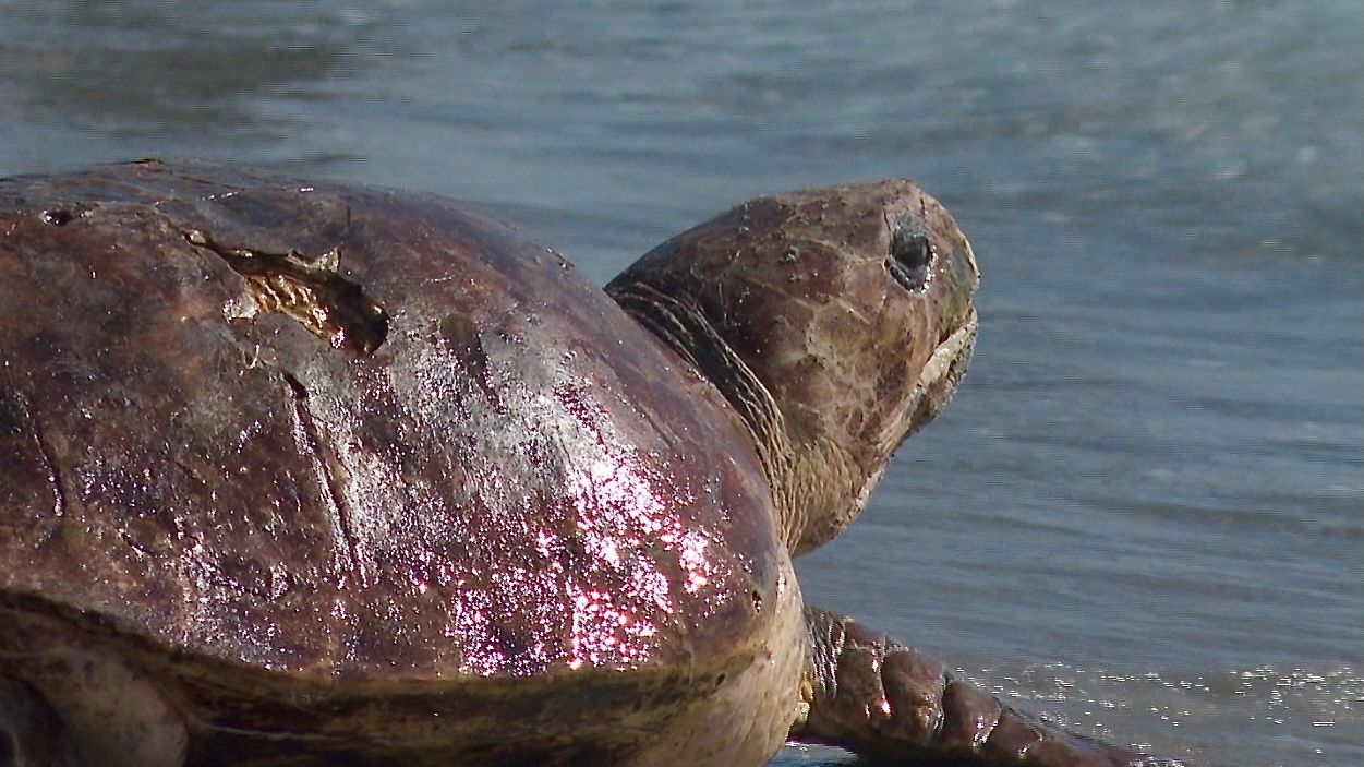 Massive sea turtle returns to the ocean off Florida after treatment for ...