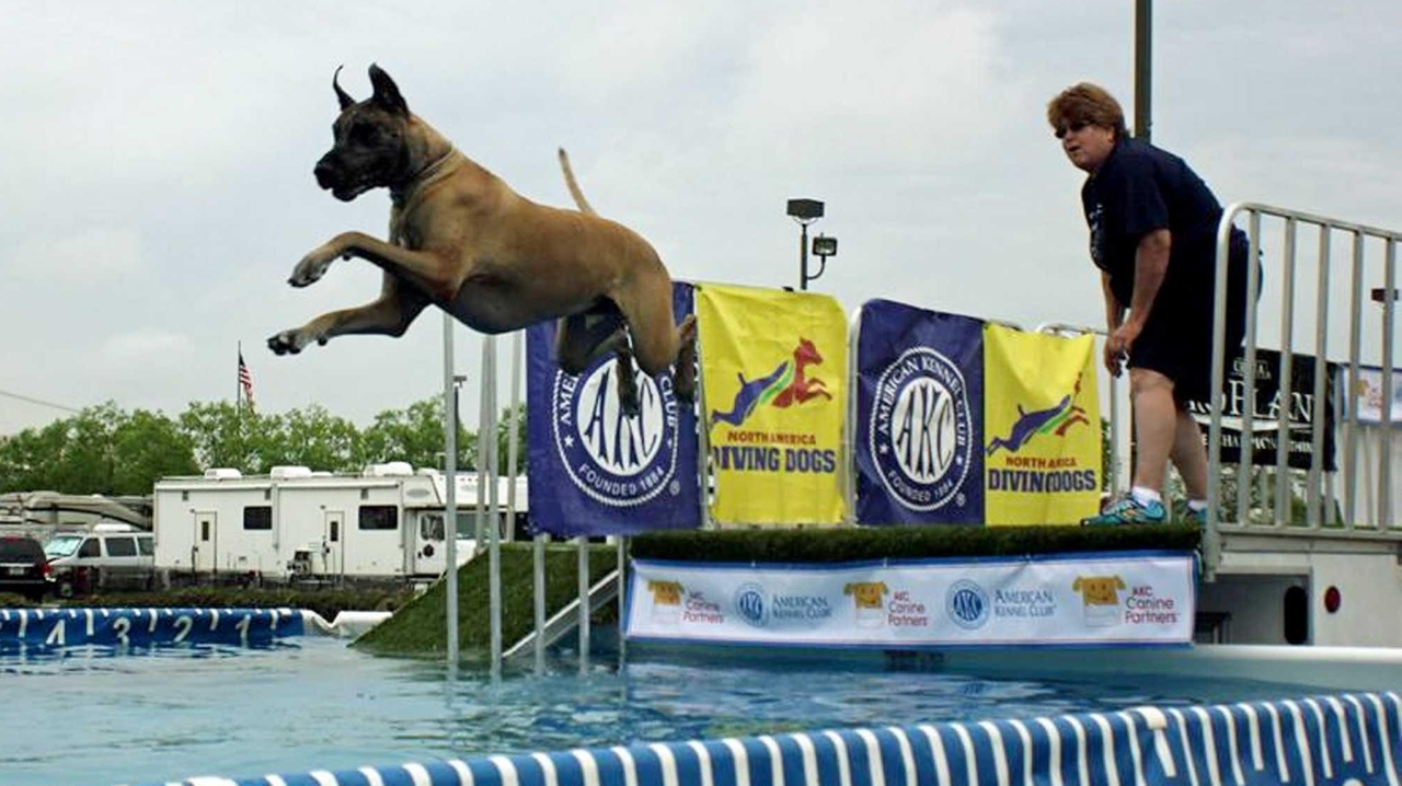 LI dog shows comes back to Planting Fields for the 10th year - Newsday