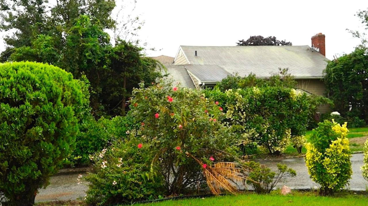 Real estate agent finds cats in vacant Massapequa house - Newsday