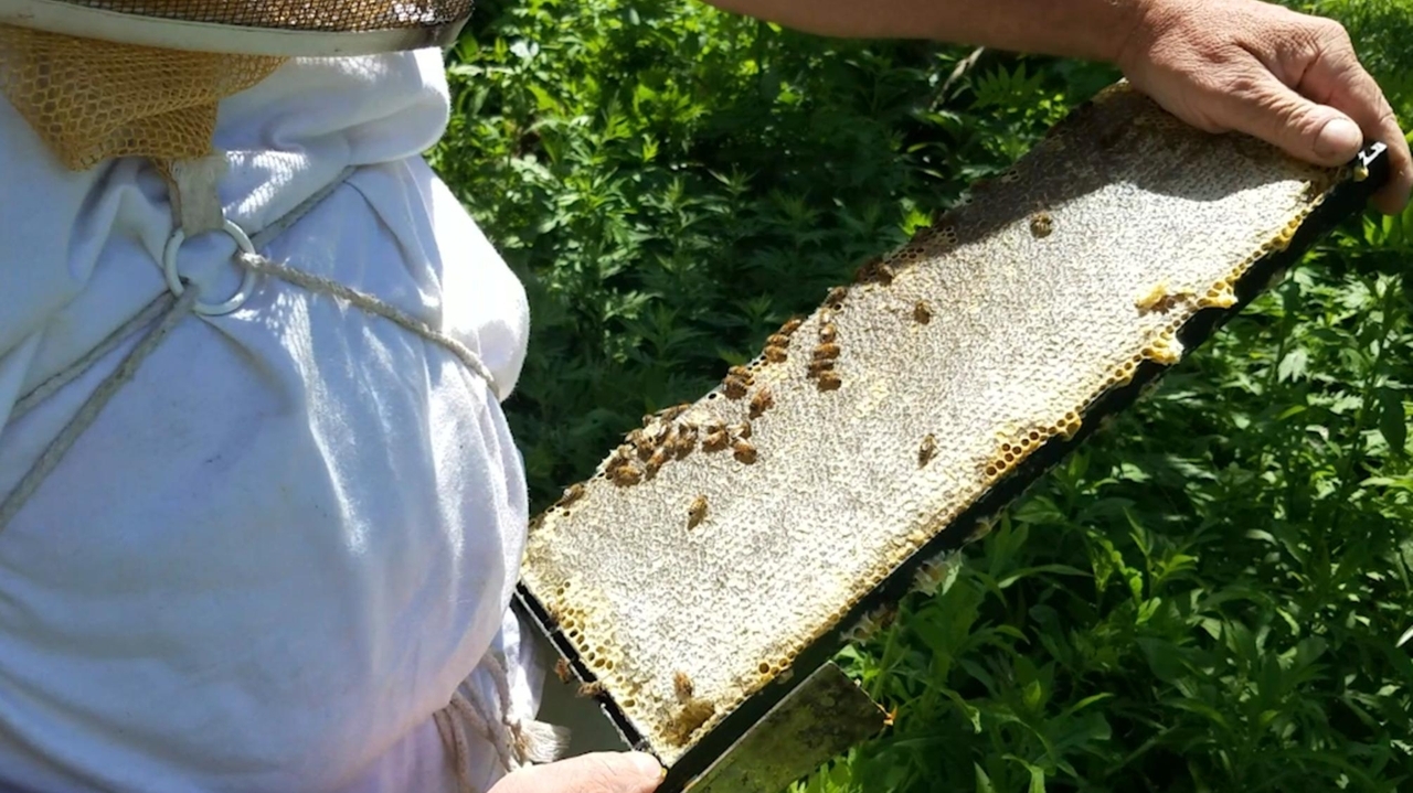 Mites plague bee colonies, state’s agricultural production - Newsday