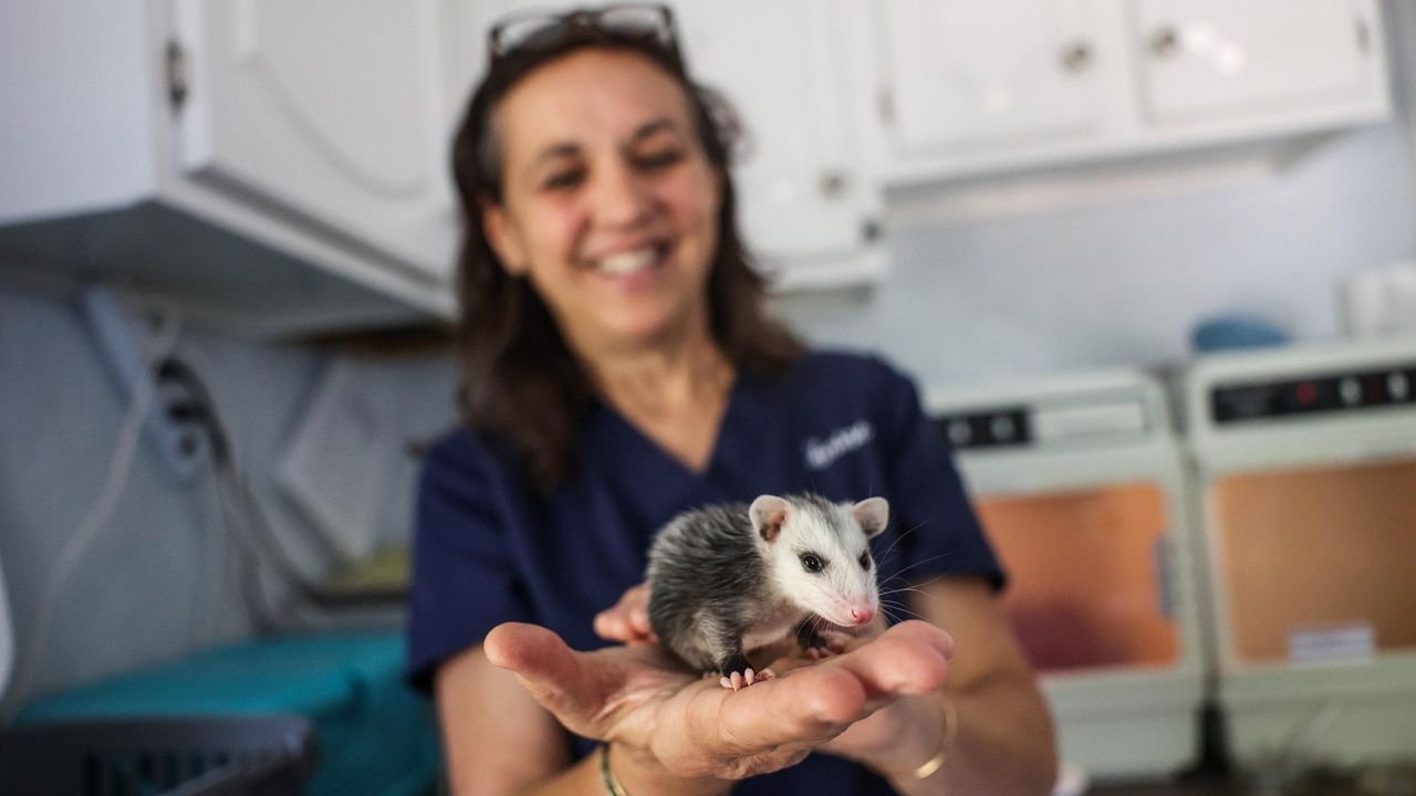 Wildlife rehabilitators across Long Island are overwhelmed - Newsday