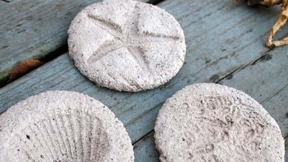 Earth Day crafts for kids: Coffee ground fossils - Newsday