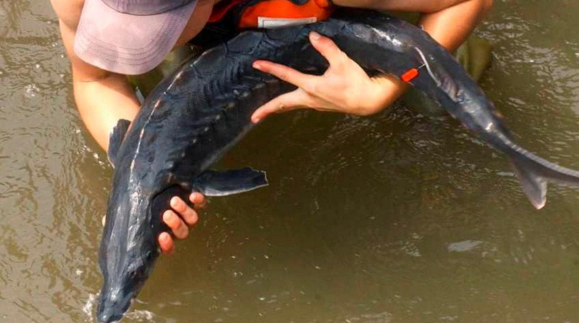Atlantic sturgeon making Hudson River comeback, DEC says - Newsday