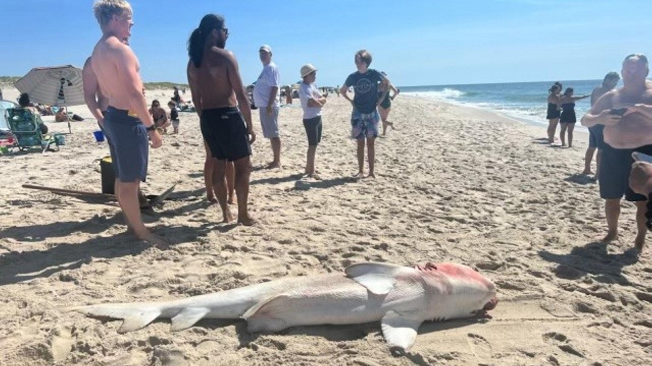 Dead shark washed ashore at Robert Moses followed by sightings that ...