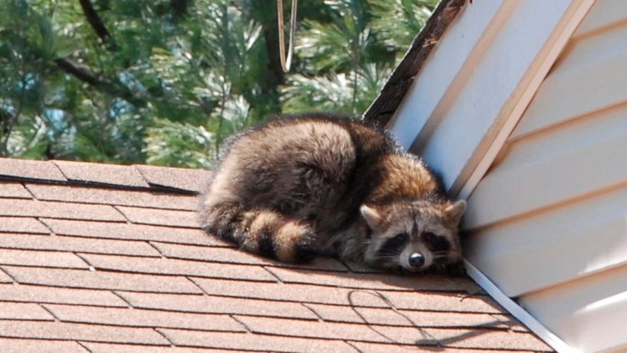 Understanding rabies: Long Island outbreak and safety measures - Newsday