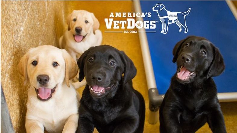 Facts and secrets about America’s VetDogs and Guide Dog Foundation ...