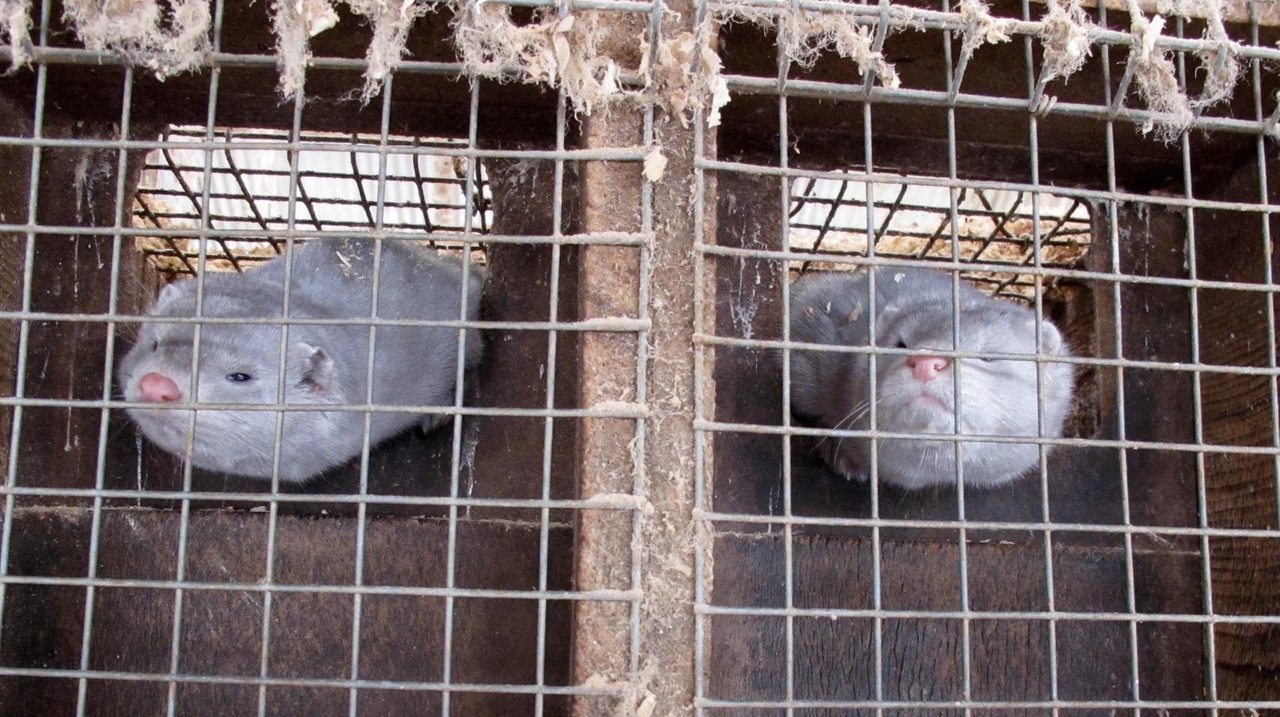 Long Island company shifts COVID-19 vaccine trial focus from cats to ...