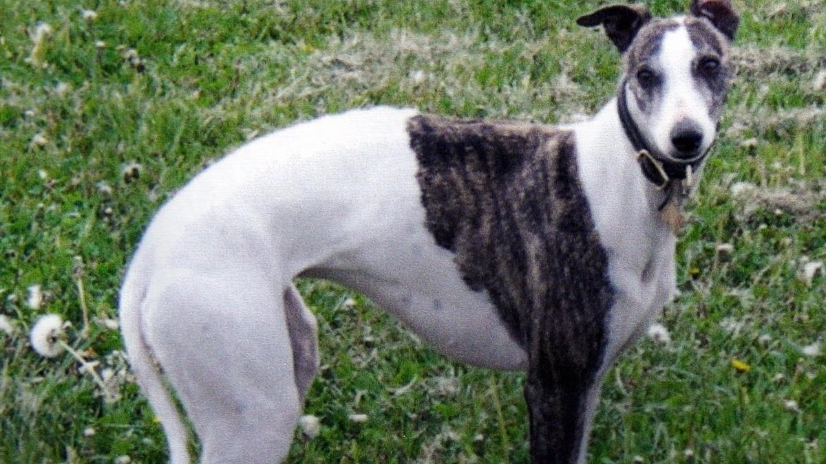 Vivi's breeder recalls missing whippet at Westminster - Newsday