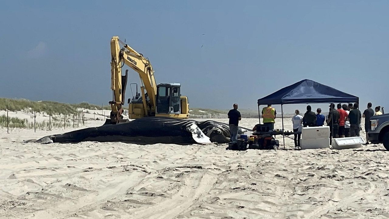 Dead humpback whale washes up at Smith Point park in Shirley - Newsday
