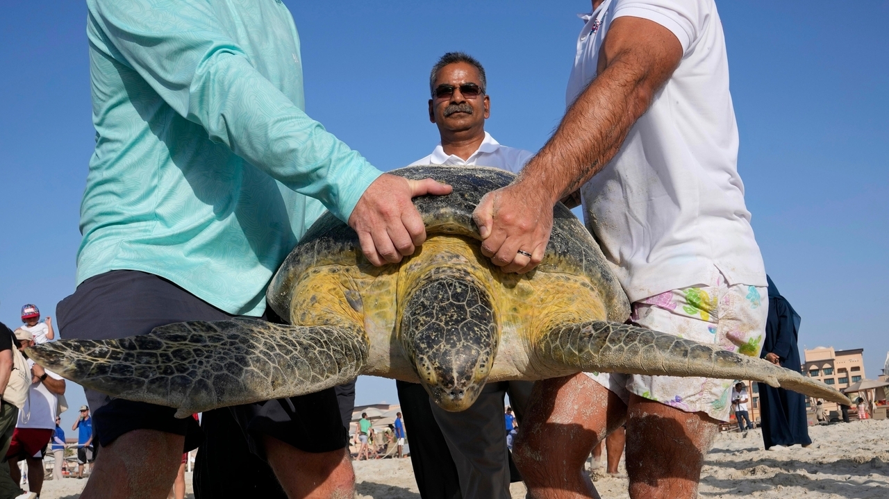 In United Arab Emirates, struggling sea turtles get a helping hand ...