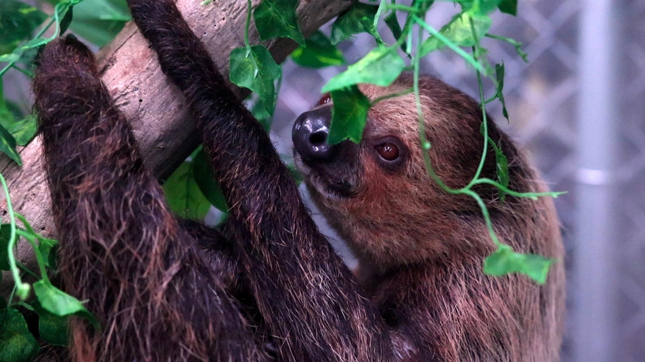 Sloth Encounters in Hauppauge charged with violations - Newsday