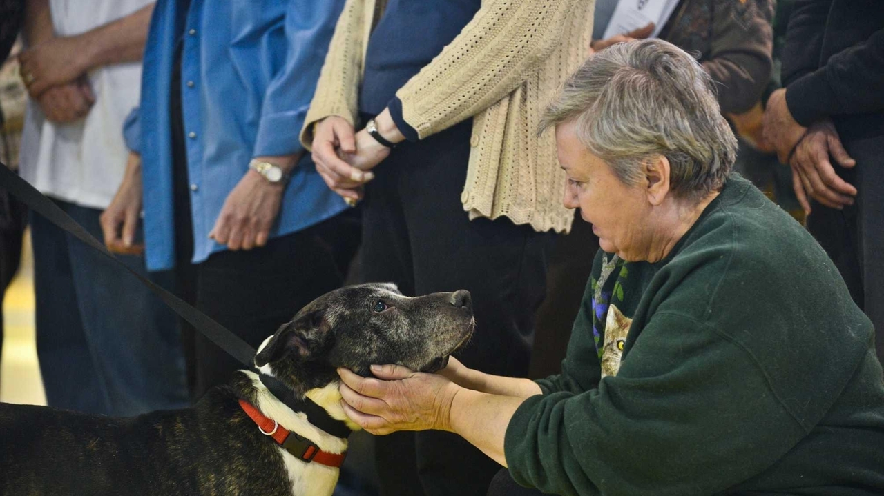 Last of Sandy displaced pets leaves shelter - Newsday